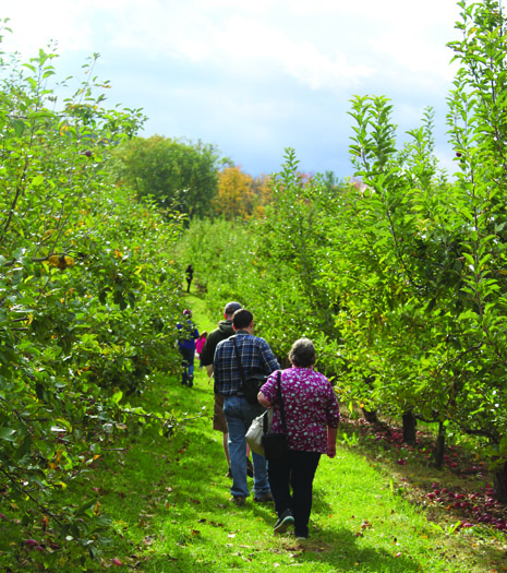 Seek Out Small Farms and Buy Direct from Farmers - Grit